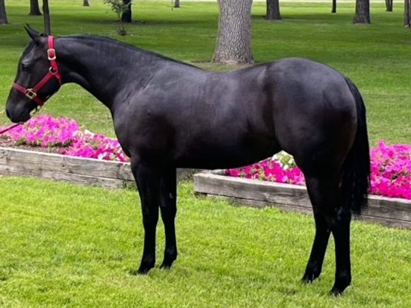 Cutting Horse Highlights | Bebo Quarter Horses