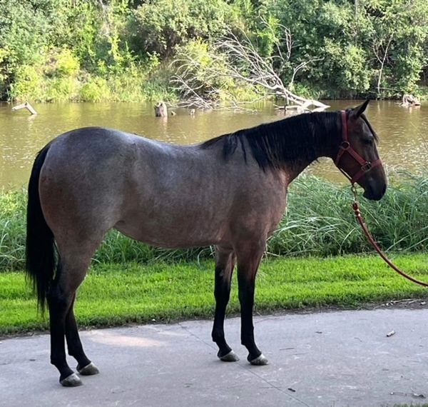 Cutting Horse Highlights | Bebo Quarter Horses