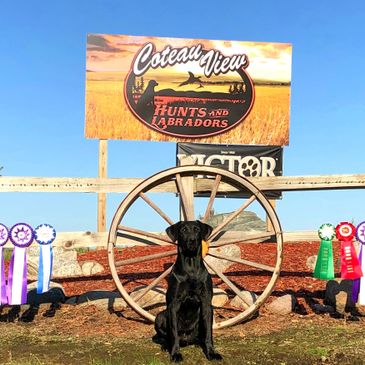 Coteau View Kennels | South Dakota Pointing Labs | Conde, SD