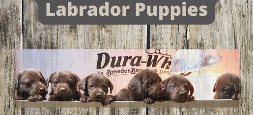 South Dakota Pointing Lab Studs | Coteau View Kennels | Conde, SD