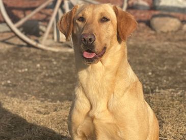 Coteau View Kennels | South Dakota Pointing Labs | Conde, SD