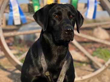 Coteau View Kennels | South Dakota Pointing Labs | Conde, SD