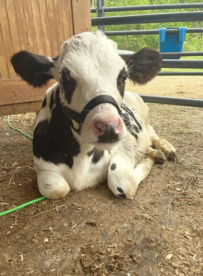 Private 30 Minute Calf Cuddling Session