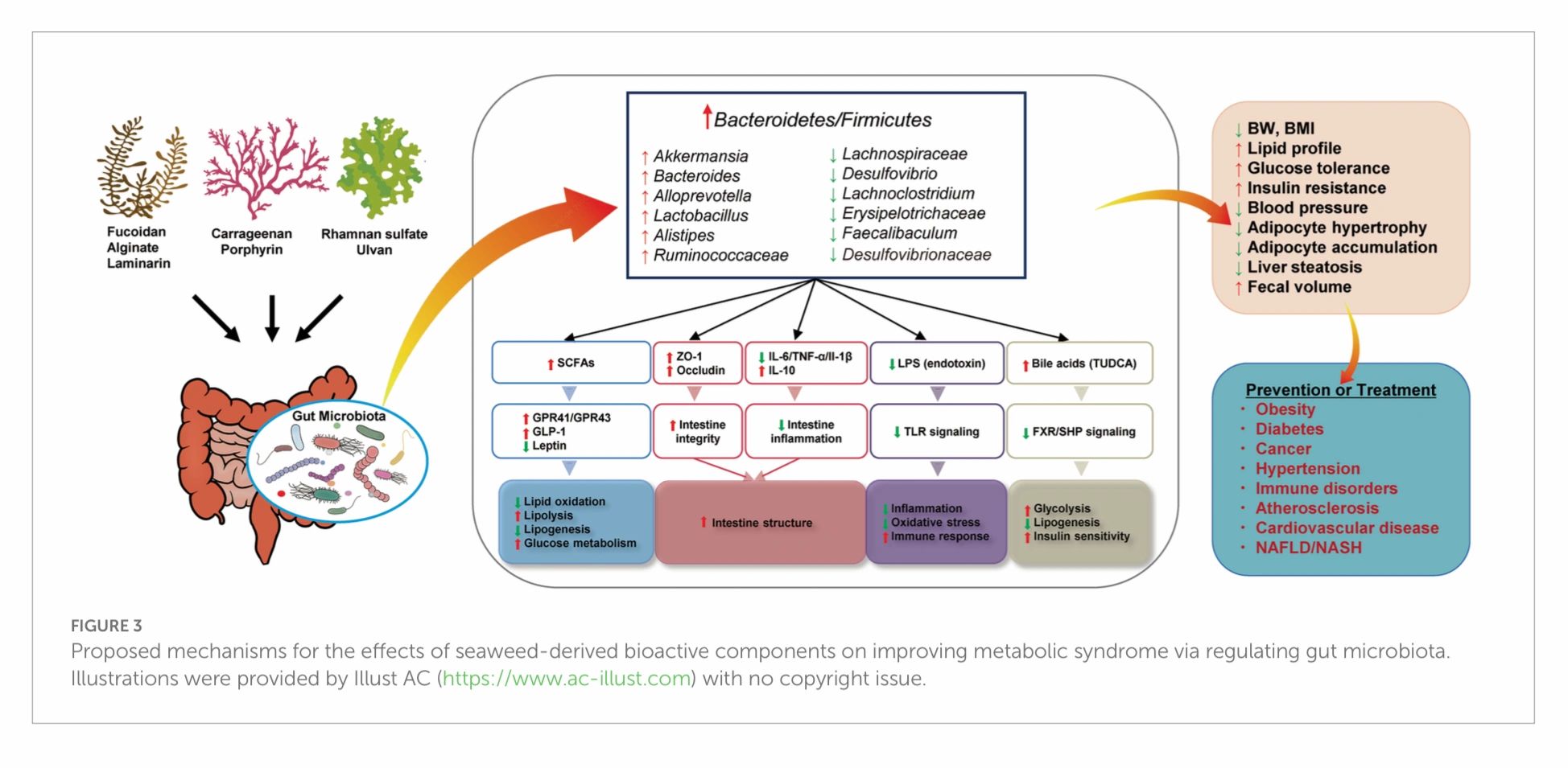 Benefits of seaweed for metabolic syndrome via gut microbiota
