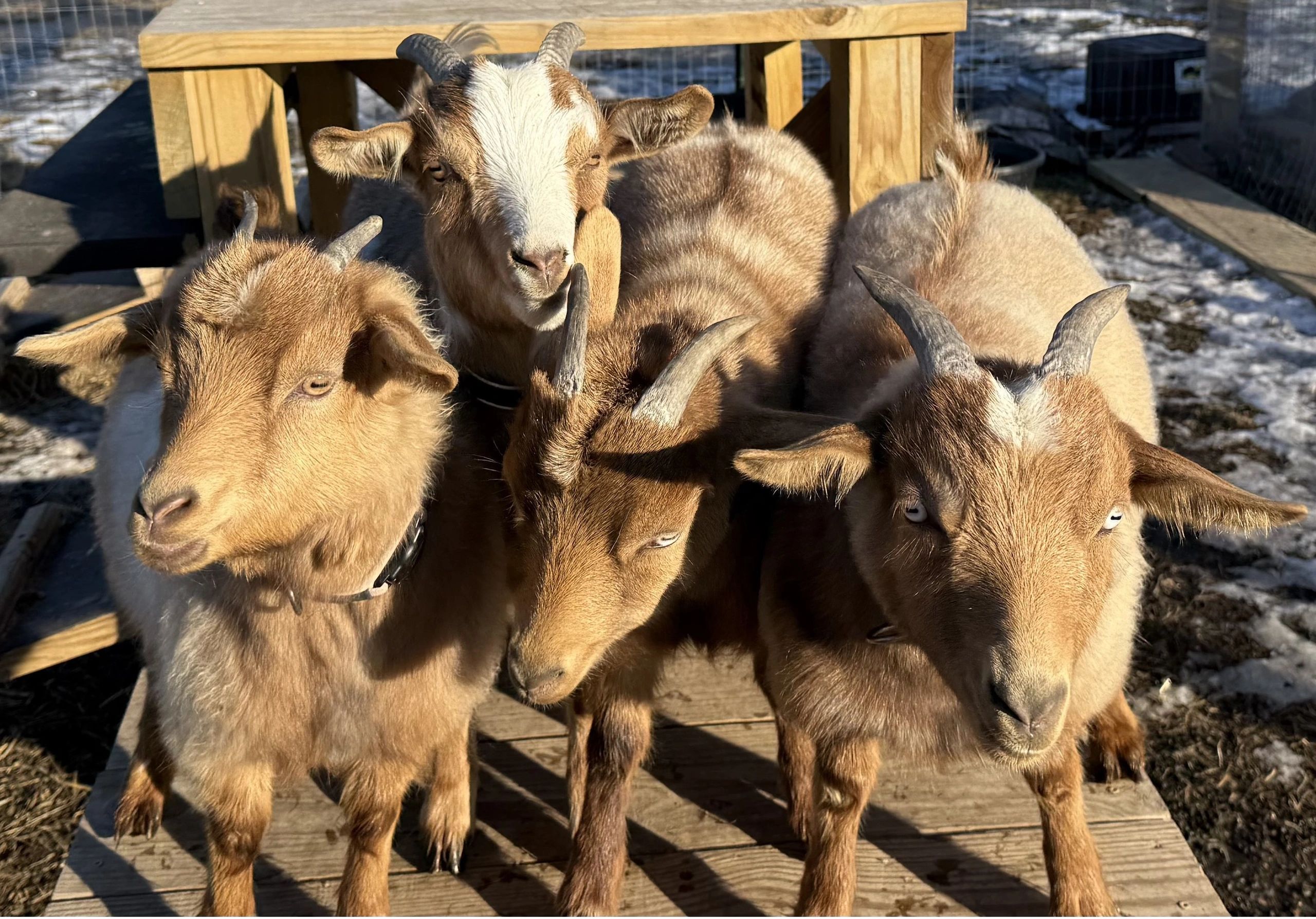 Four Goats Books