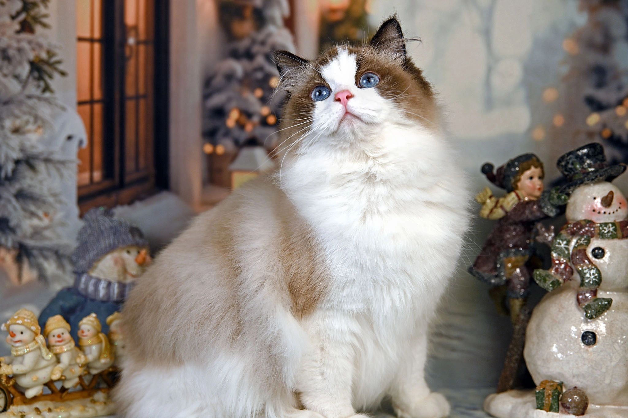 What Makes a Ragdoll Kitten Show Quality?