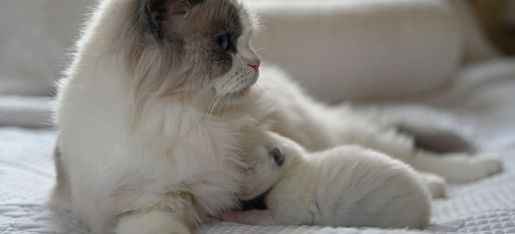 The Difference Between Pet and Show Quality Ragdolls