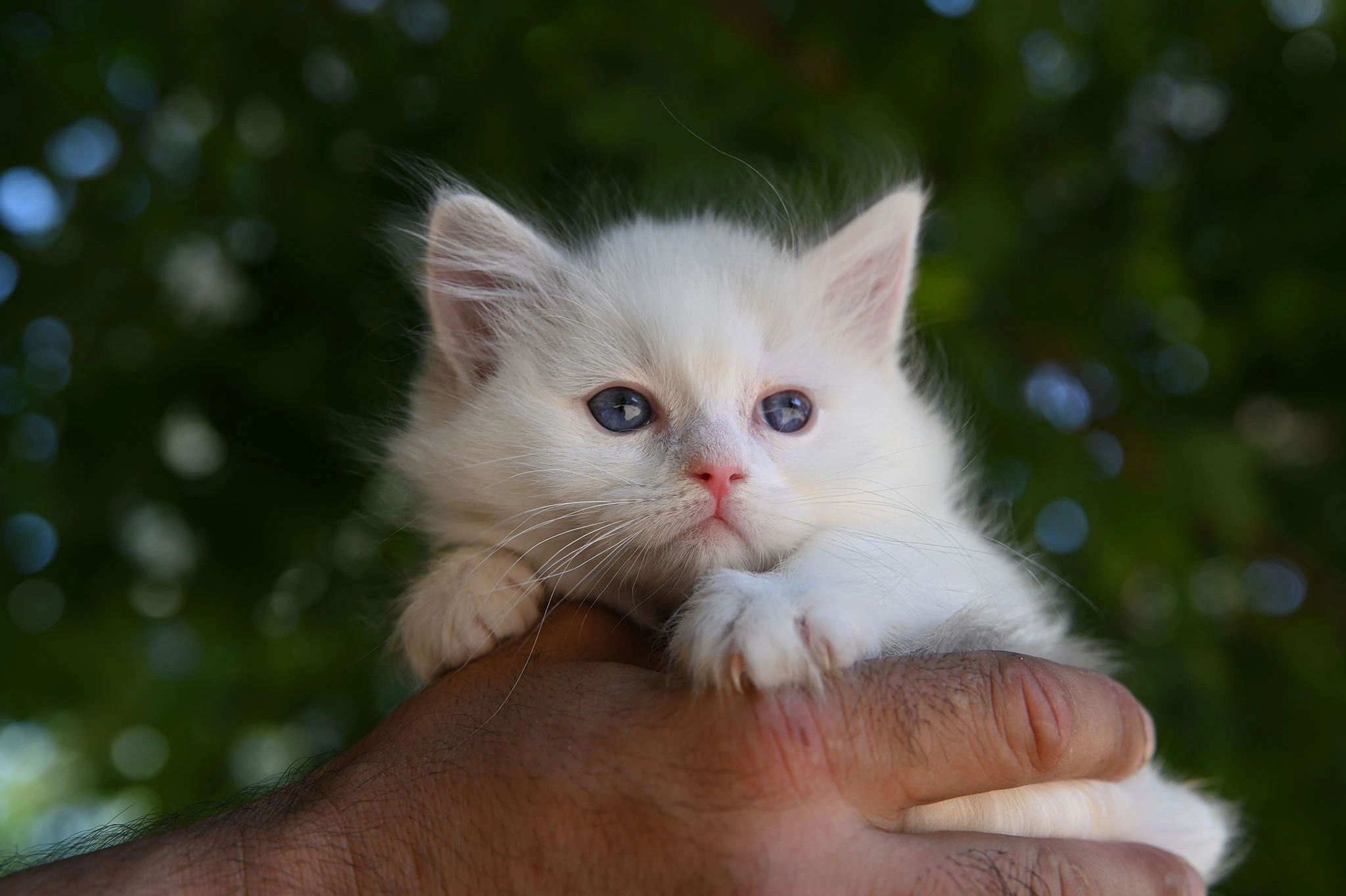 Ringworm in Cats and Kittens: Causes, Symptoms, and Treatment