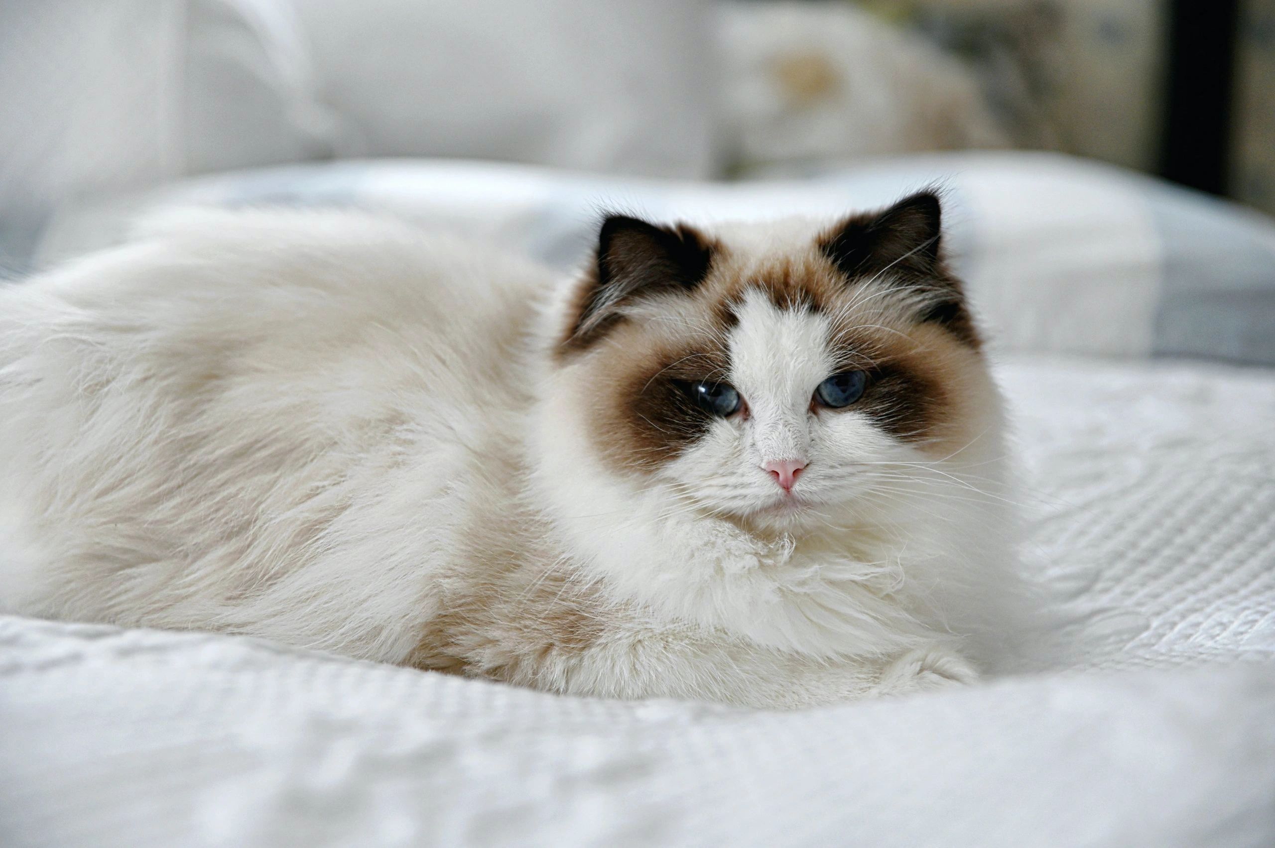 RAGDOLLS - Everything You need To Know! | Ragdoll Cattery - Washington