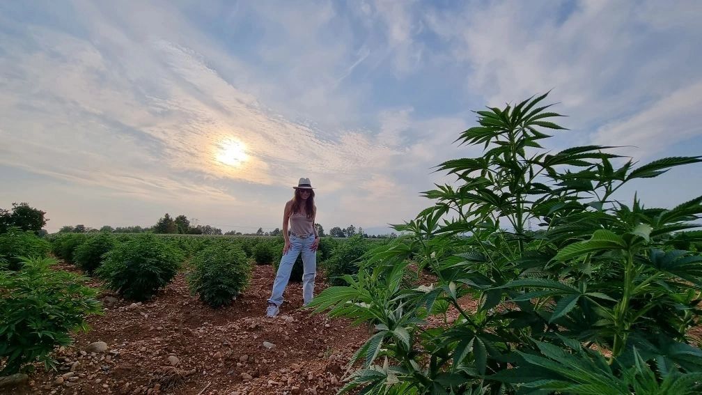 Cruz Farm