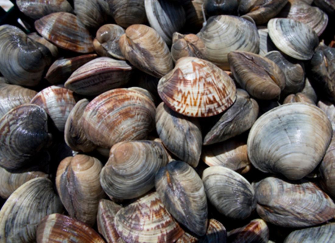 Clam Sorters, Clam Graders, Oyster Tumblers - Shellfish Equipment