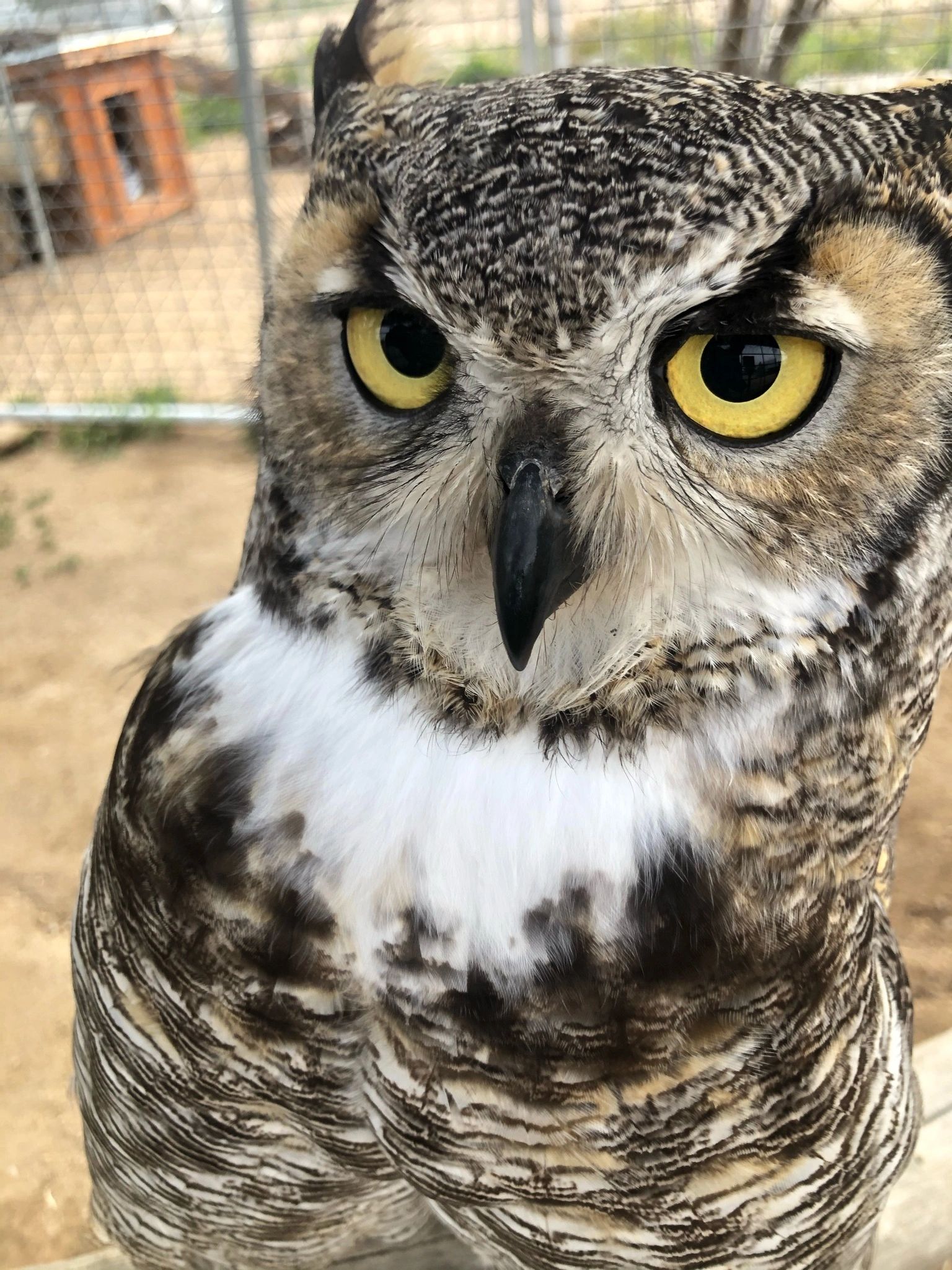 Animal of the Month: Eleanor, The Intriguing Great-Horned Owl