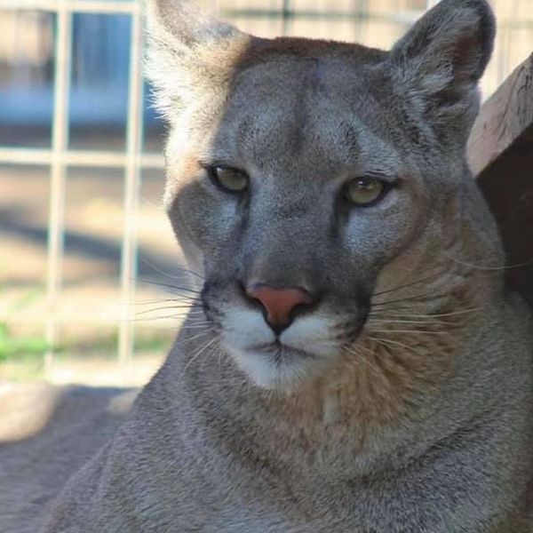 Forever Wild Exotic Animal Sanctuary - Forever Wild, Nonprofit