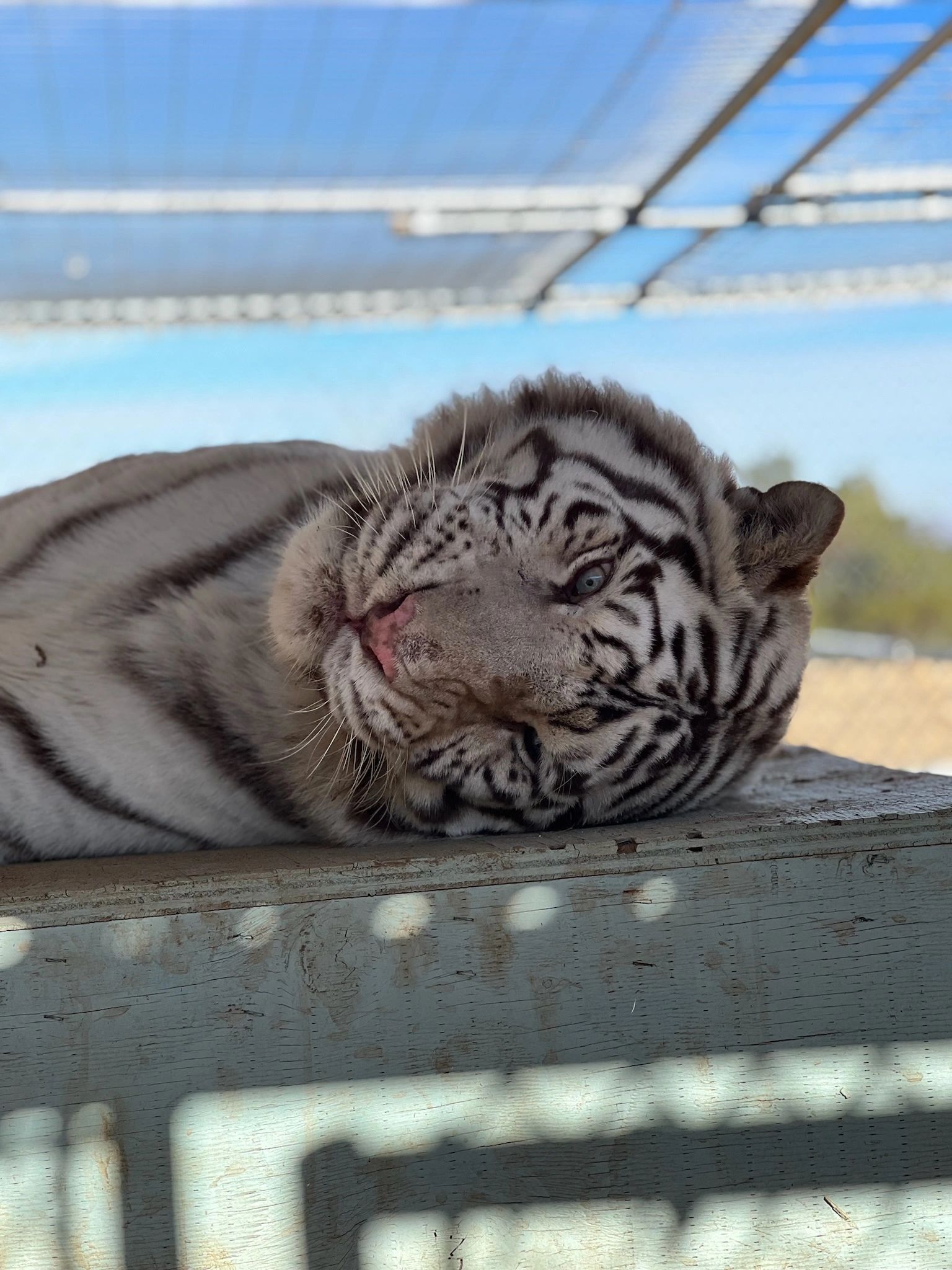 Forever Wild Exotic Animal Sanctuary Mid-Year Update 2024 Forever Wild Exotic Animal Sanctuary Mid-Year Update 2024