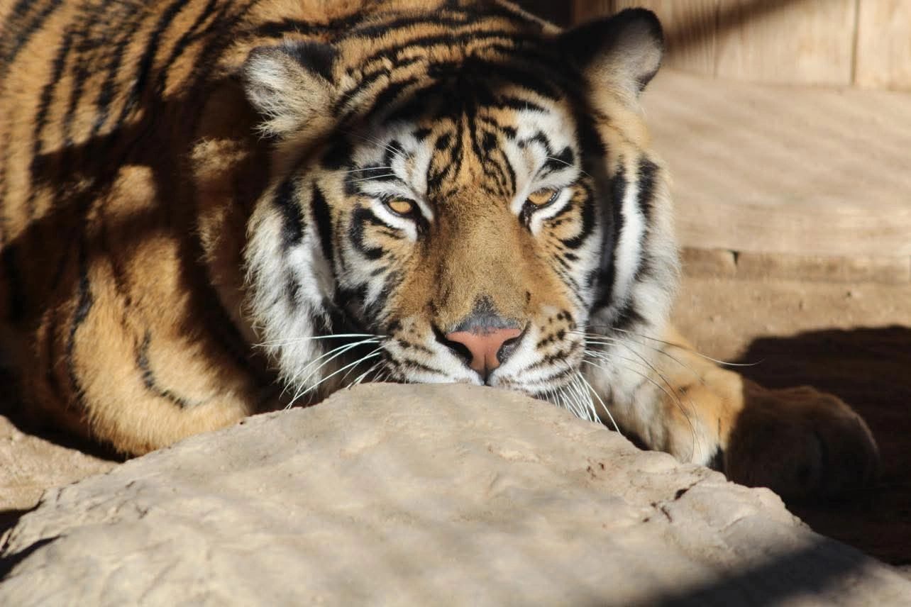 Home | Forever Wild Exotic Animal Sanctuary