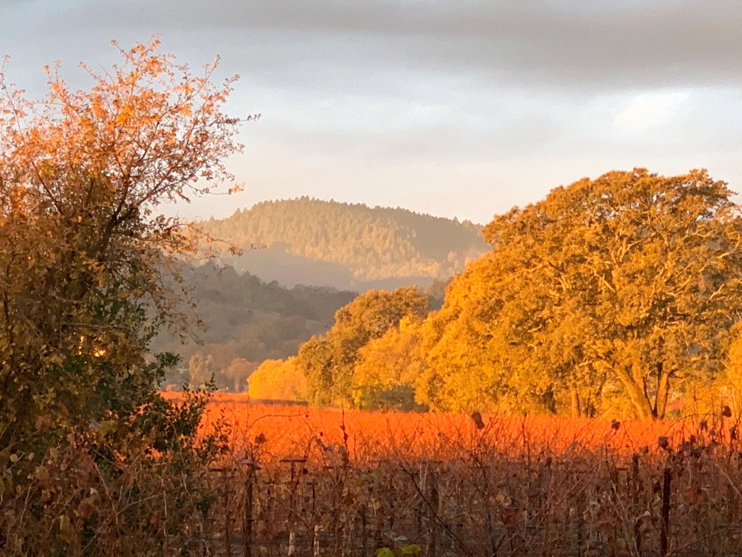 Premiere Viticultural Services