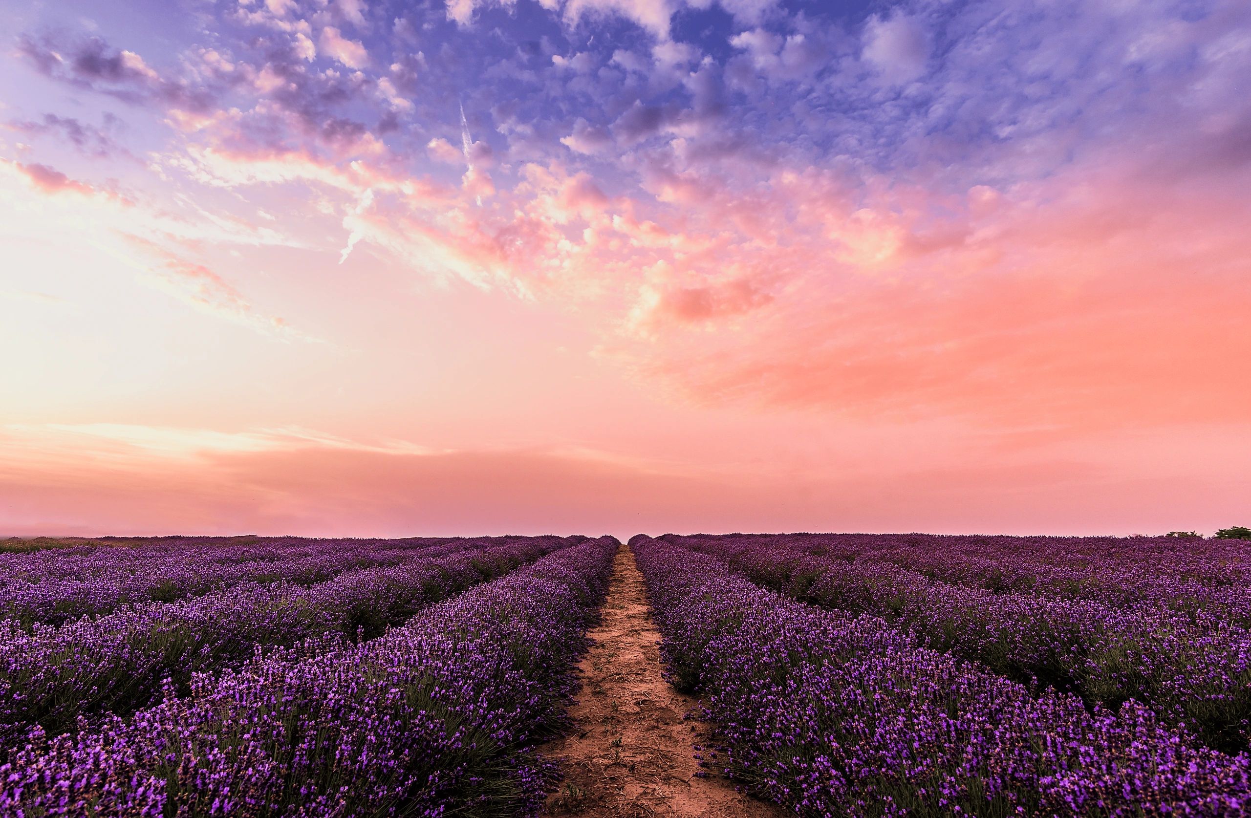 Clinical Psychologist in Sydney | Lavender Psychology