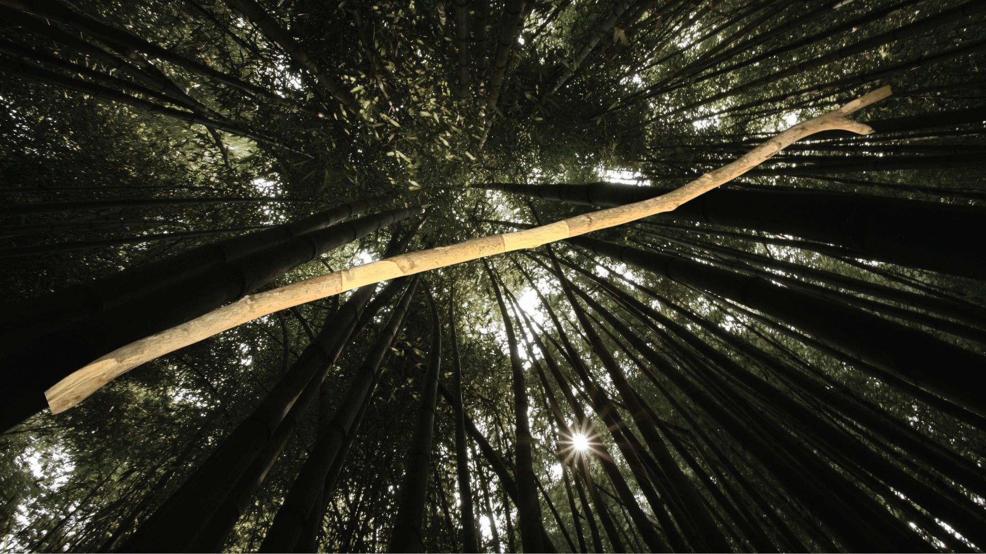 Sticks by Ron