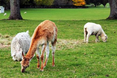All About Llamas | Michigan Llama Association