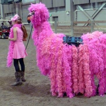 Michigan Llama Association - Michigan Llama Group, Llama Organization