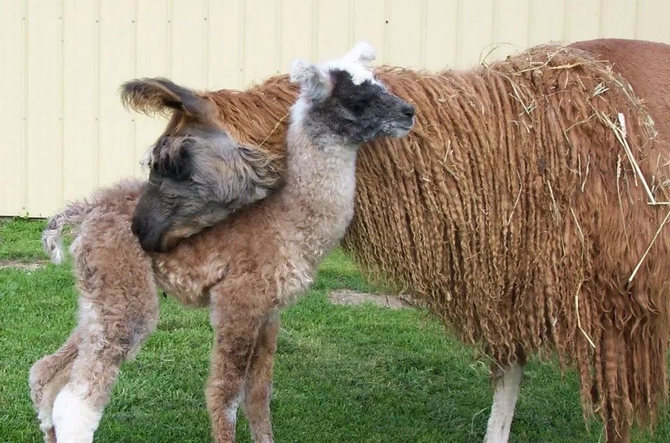 Michigan Llama Association - Michigan Llama Group, Llama Organization