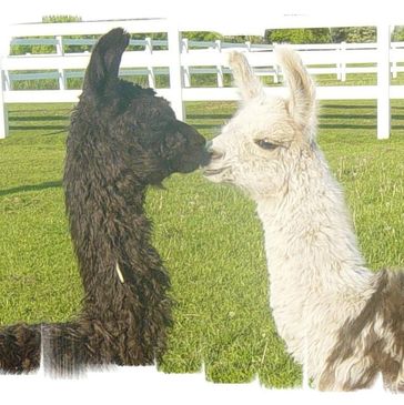 Michigan Llama Association - Michigan Llama Group, Llama Organization