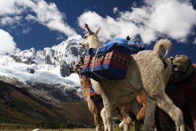 All About Llamas | Michigan Llama Association