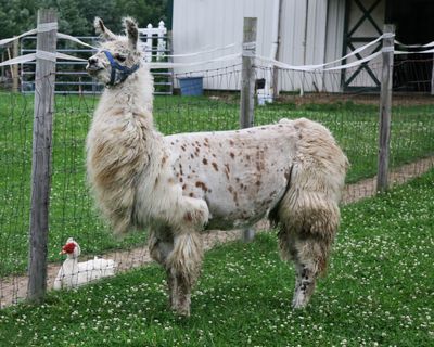 All About Llamas | Michigan Llama Association