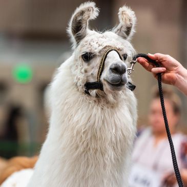 Michigan Llama Association - Michigan Llama Group, Llama Organization