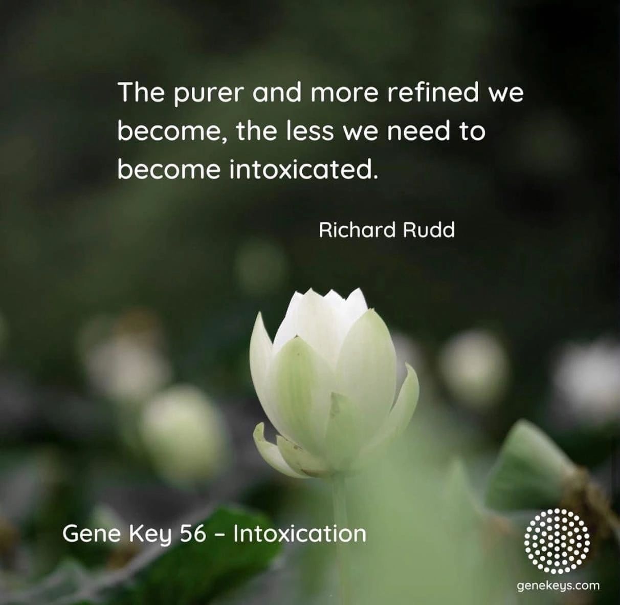 GENE KEY 56 – DIVINE INDULGENCE: JULY 18 – 24, 2024