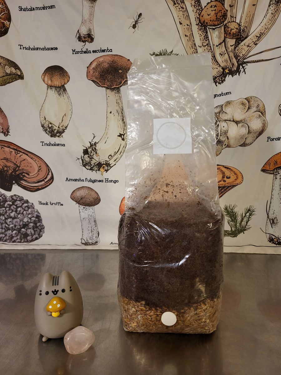 All-in-One mushroom grow kit