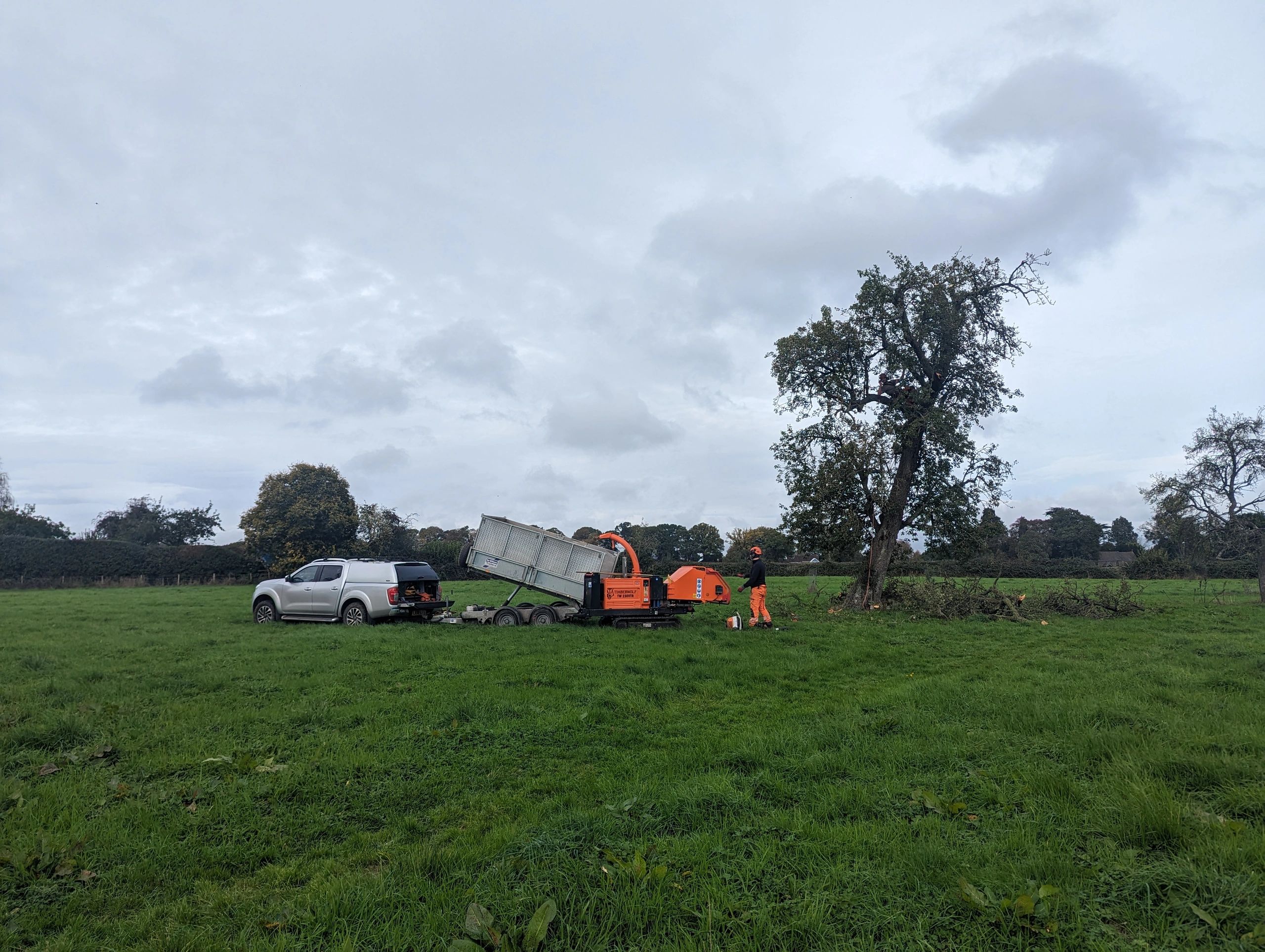 Mortimer Tree Services - Stump Grinding, Tree Services, Stump Removal