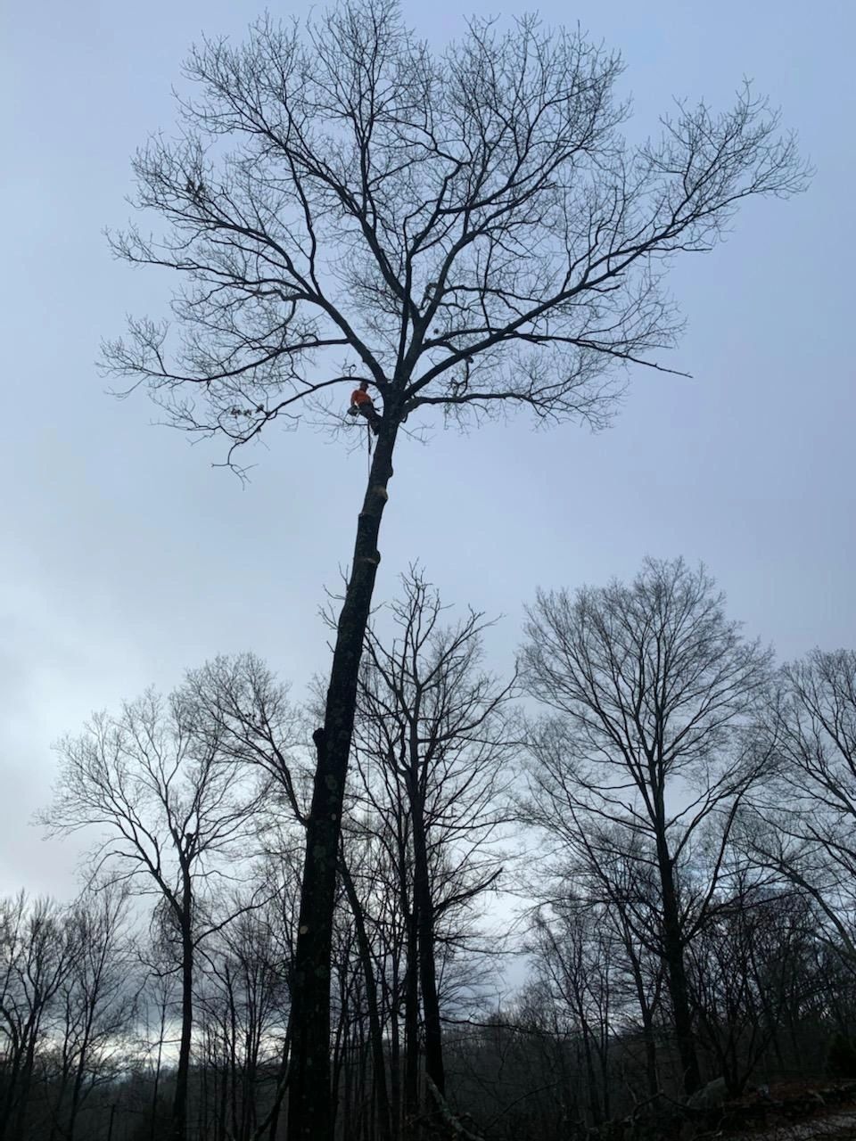 Forrest Tree Services