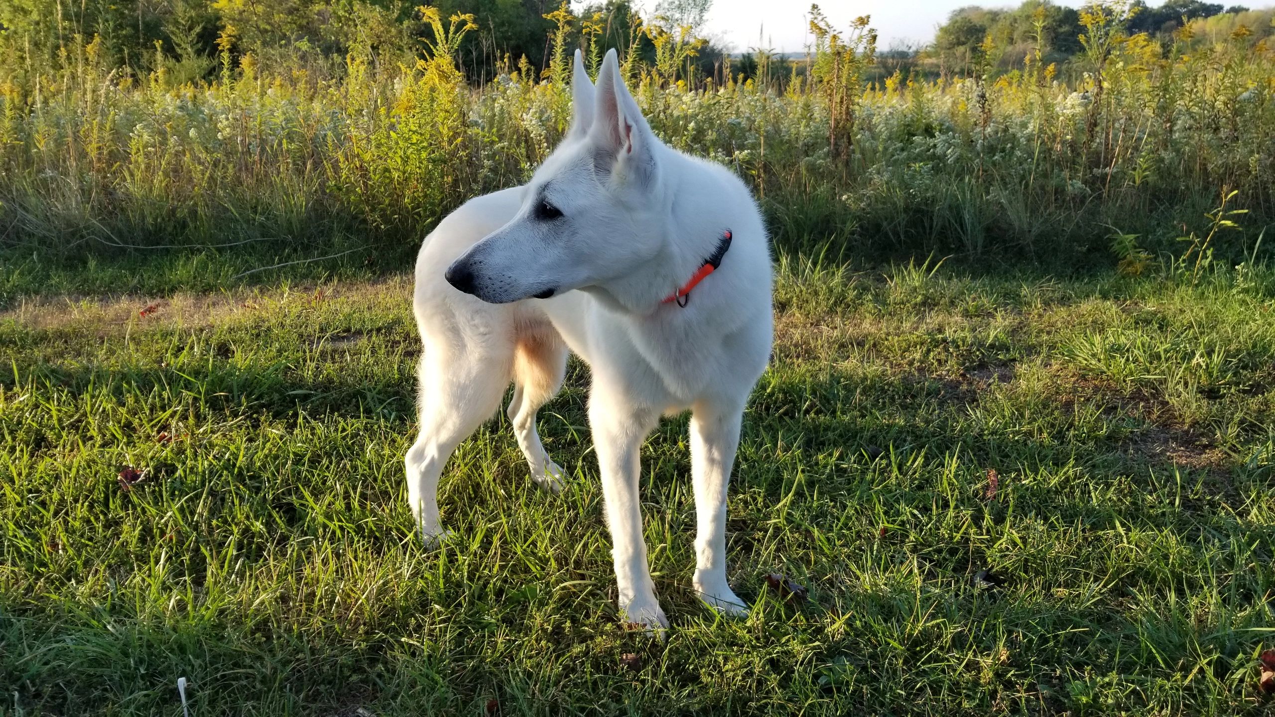 Lingo Dog Training lingo-dog-training