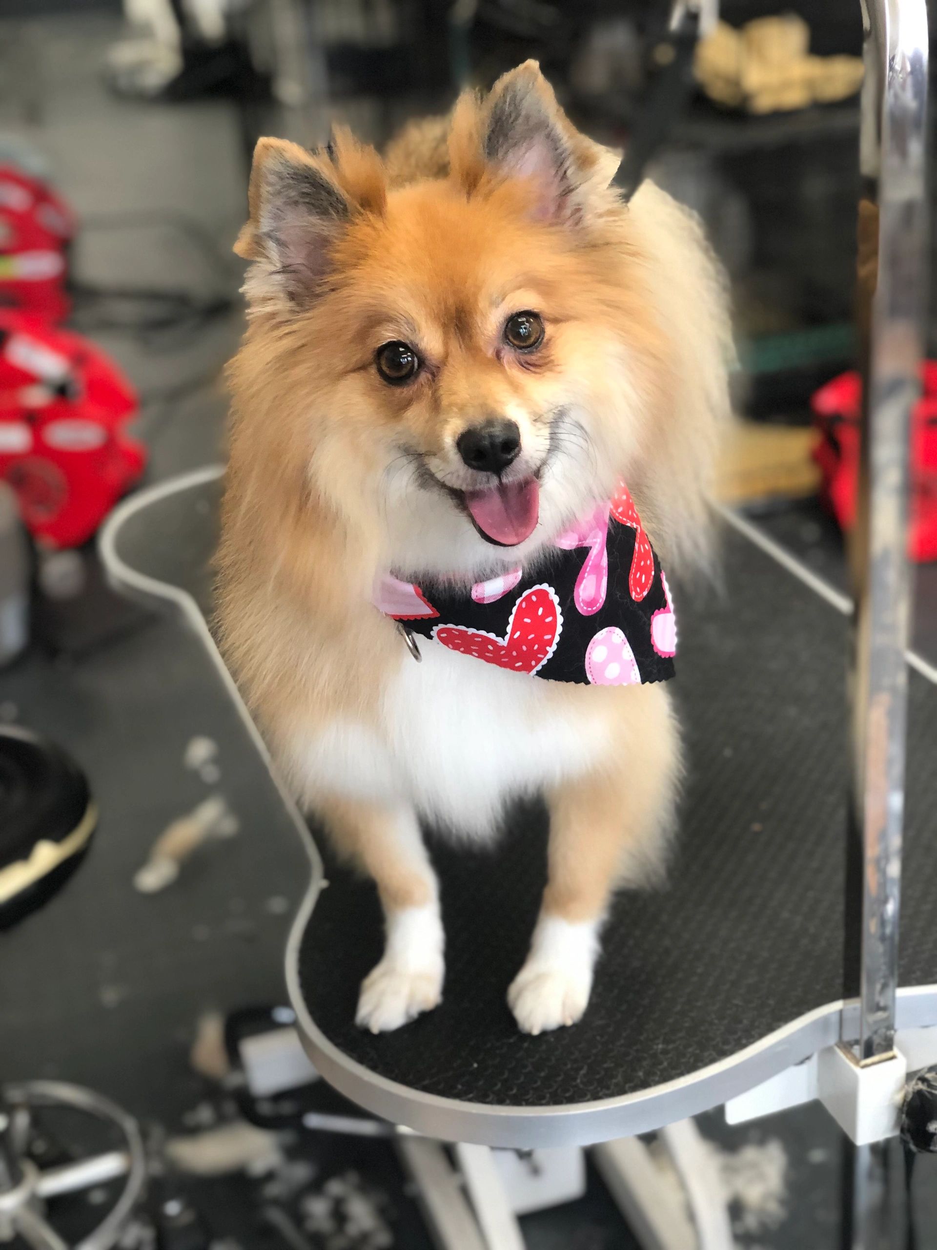Dog Grooming - Furrever Friends Pet Boutique & Grooming Salon