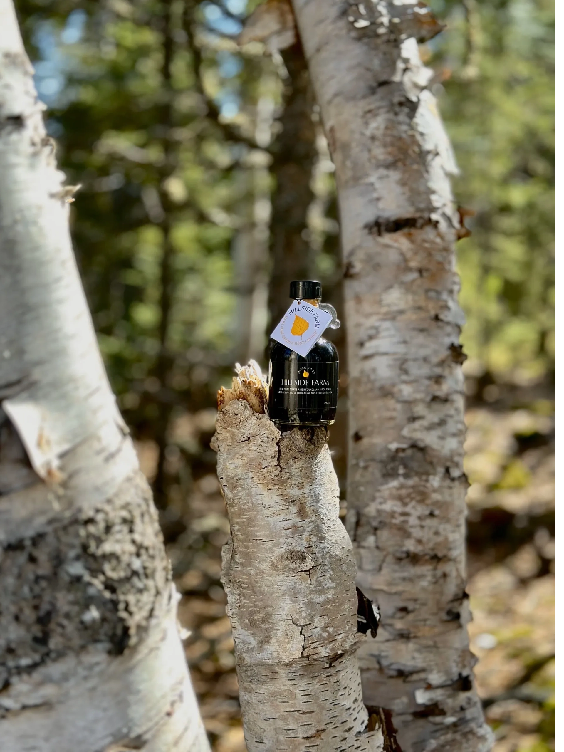 Hillside Farm - Maple Syrup, Birch Syrup