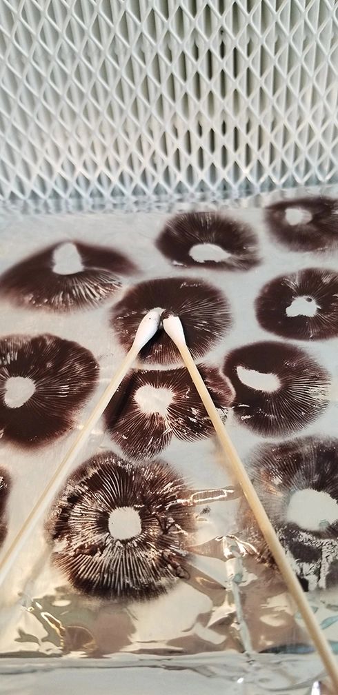 Cubensis Spore Swabs
