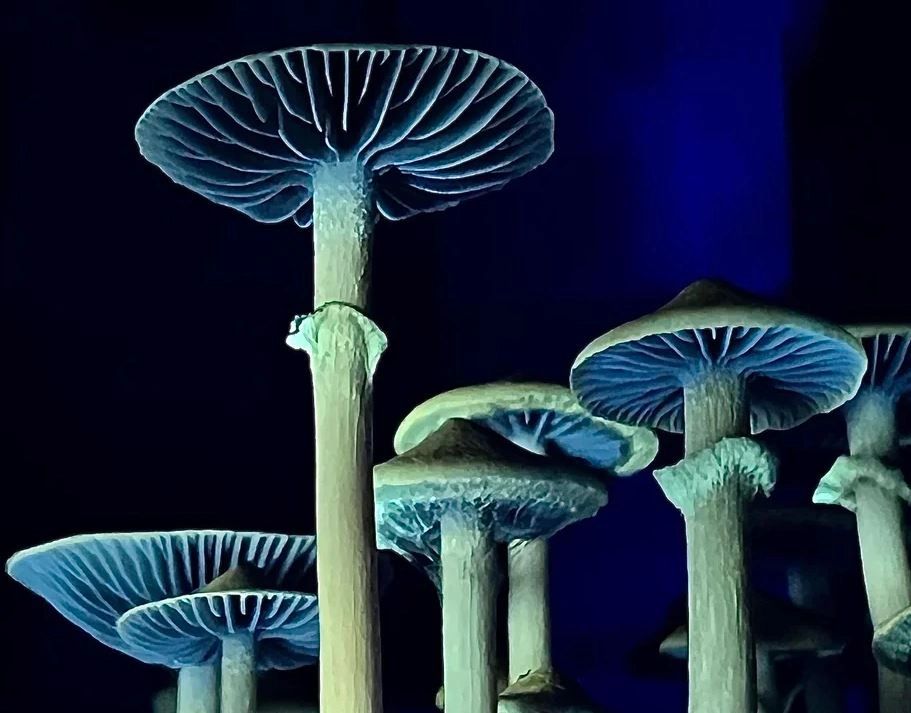 Psilocybe Stuntzii (Blue Ringers)