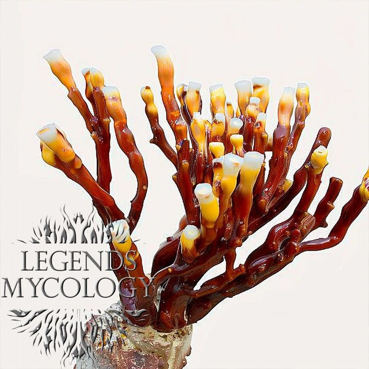 Antler Reishi (Ganoderma Lucidum)