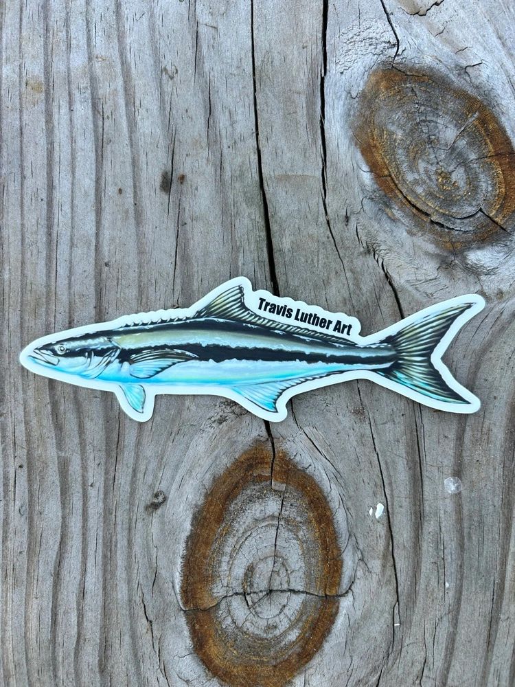 Cobia Sticker