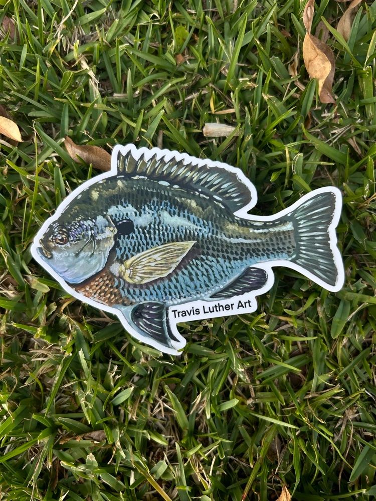 Bluegill Sticker