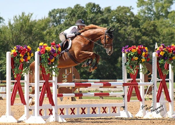 Rising Star Ranch - Warmblood Horses, Jumpers, Hunter Horses