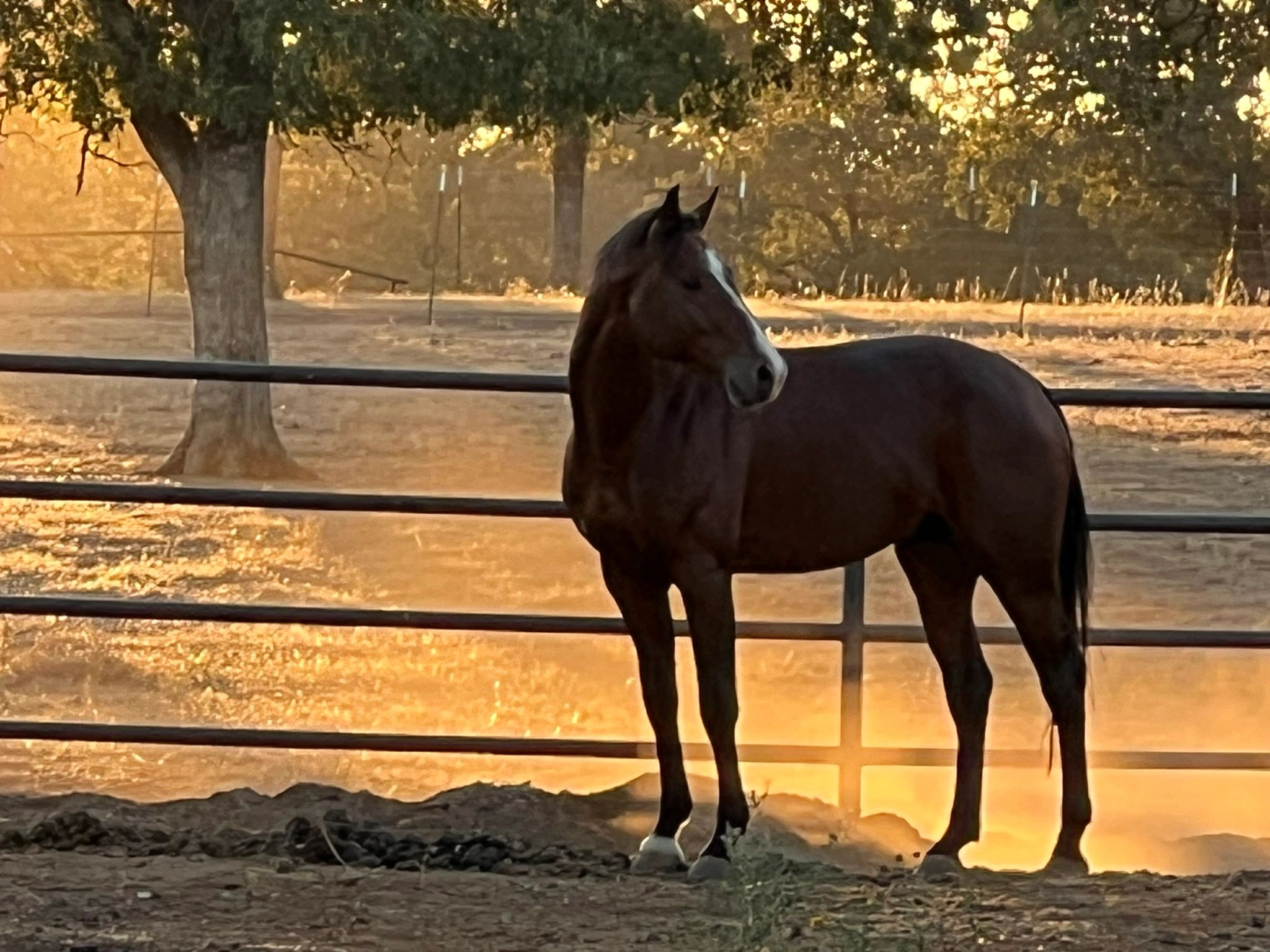 Rising Star Ranch - Warmblood Horses, Jumpers, Hunter Horses