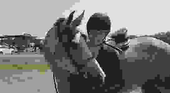 Rising Star Ranch - Warmblood Horses, Jumpers, Hunter Horses