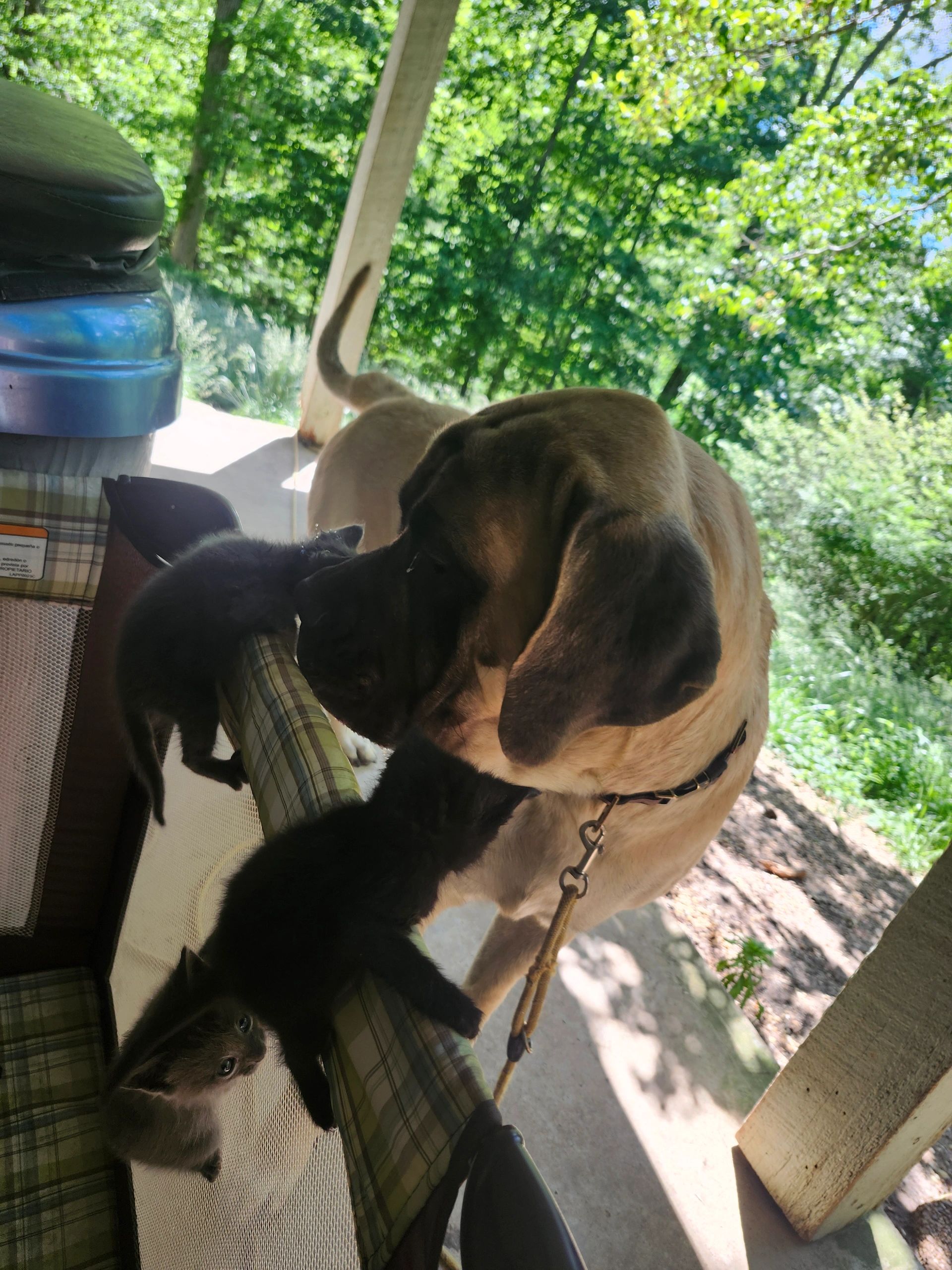 Dog Training