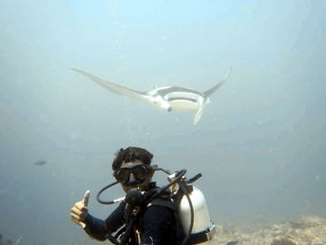 Dive - Sea Star Diving Center