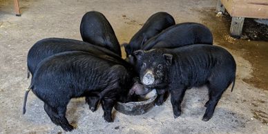 Breeder Directory | American Mulefoot Breeders Association, Inc.