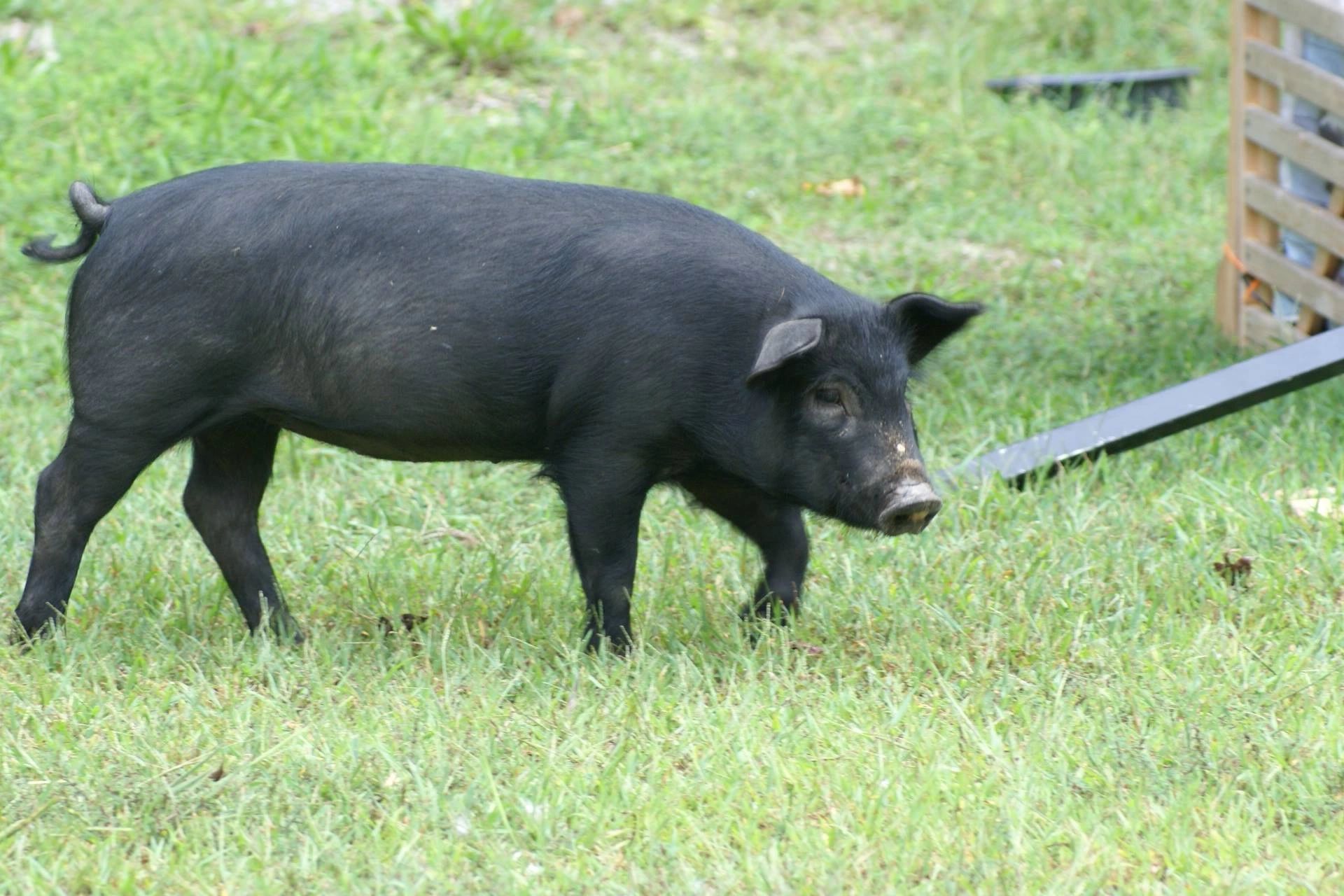 American Mulefoot Hog