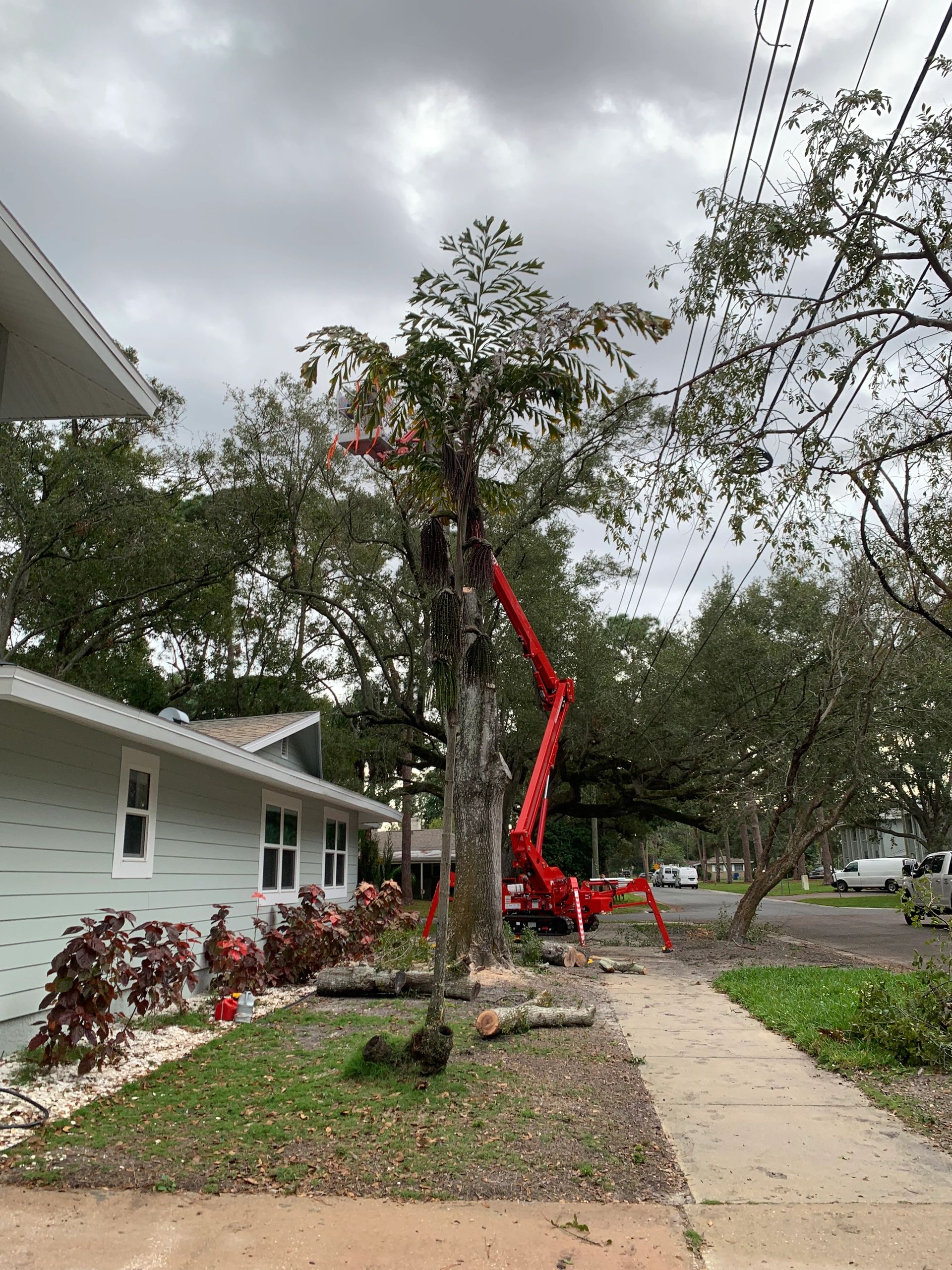 St Pete Tree Service - Tree Cutting Service - St. Petersburg, Florida
