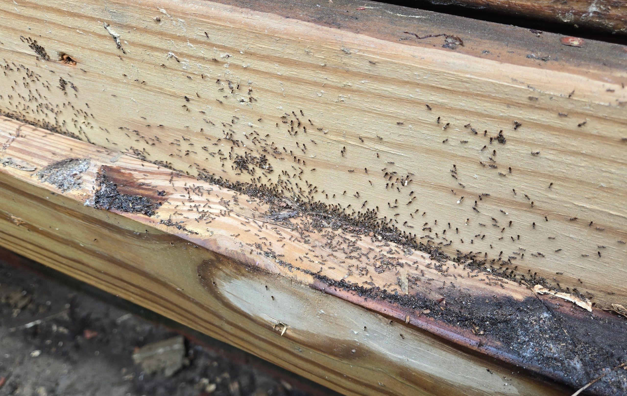 Optimal Termite & Pest Control of Richmond, VA: We get rid of Roaches ...
